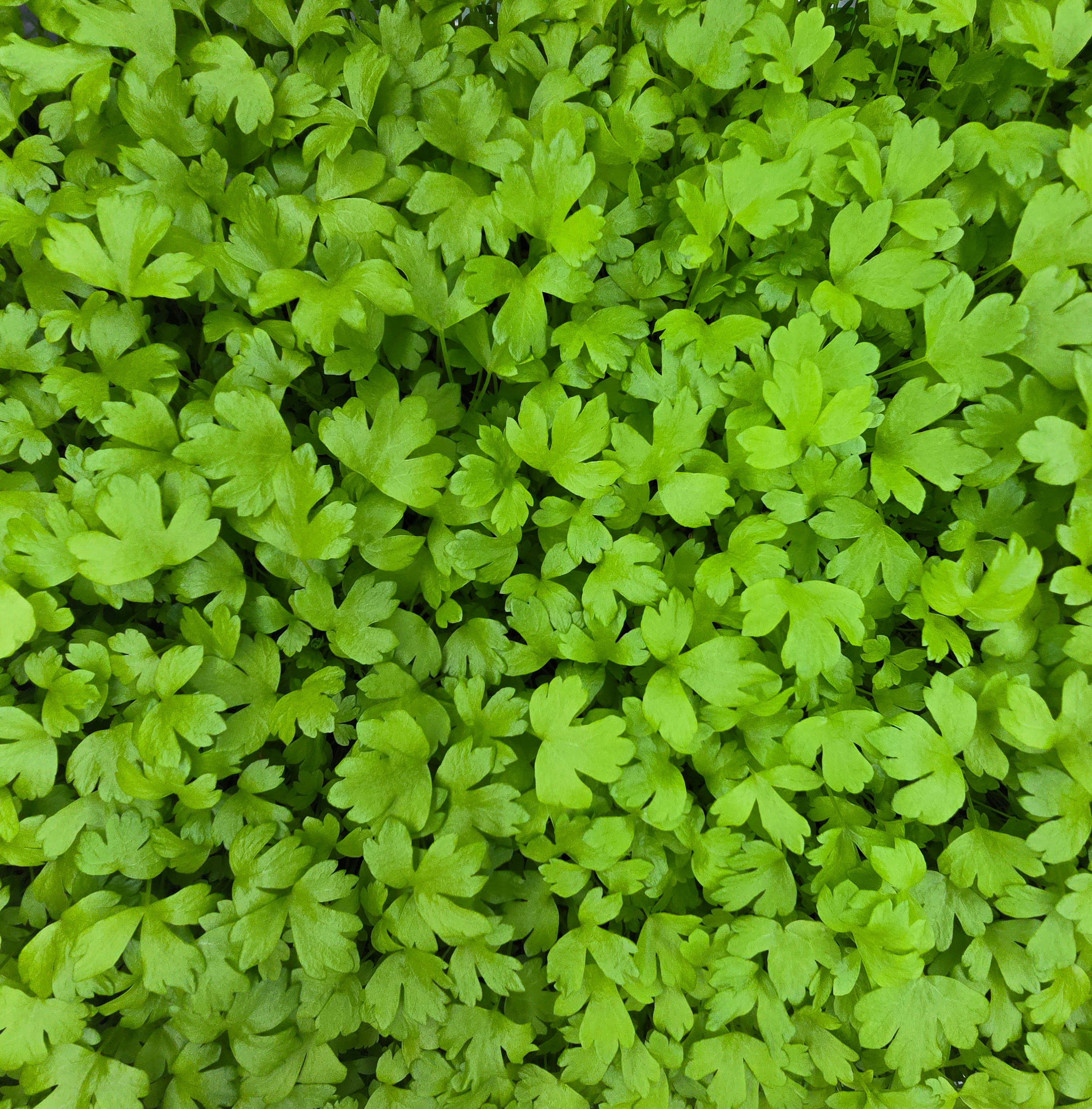 Celery | Fresh Source Farms LLC