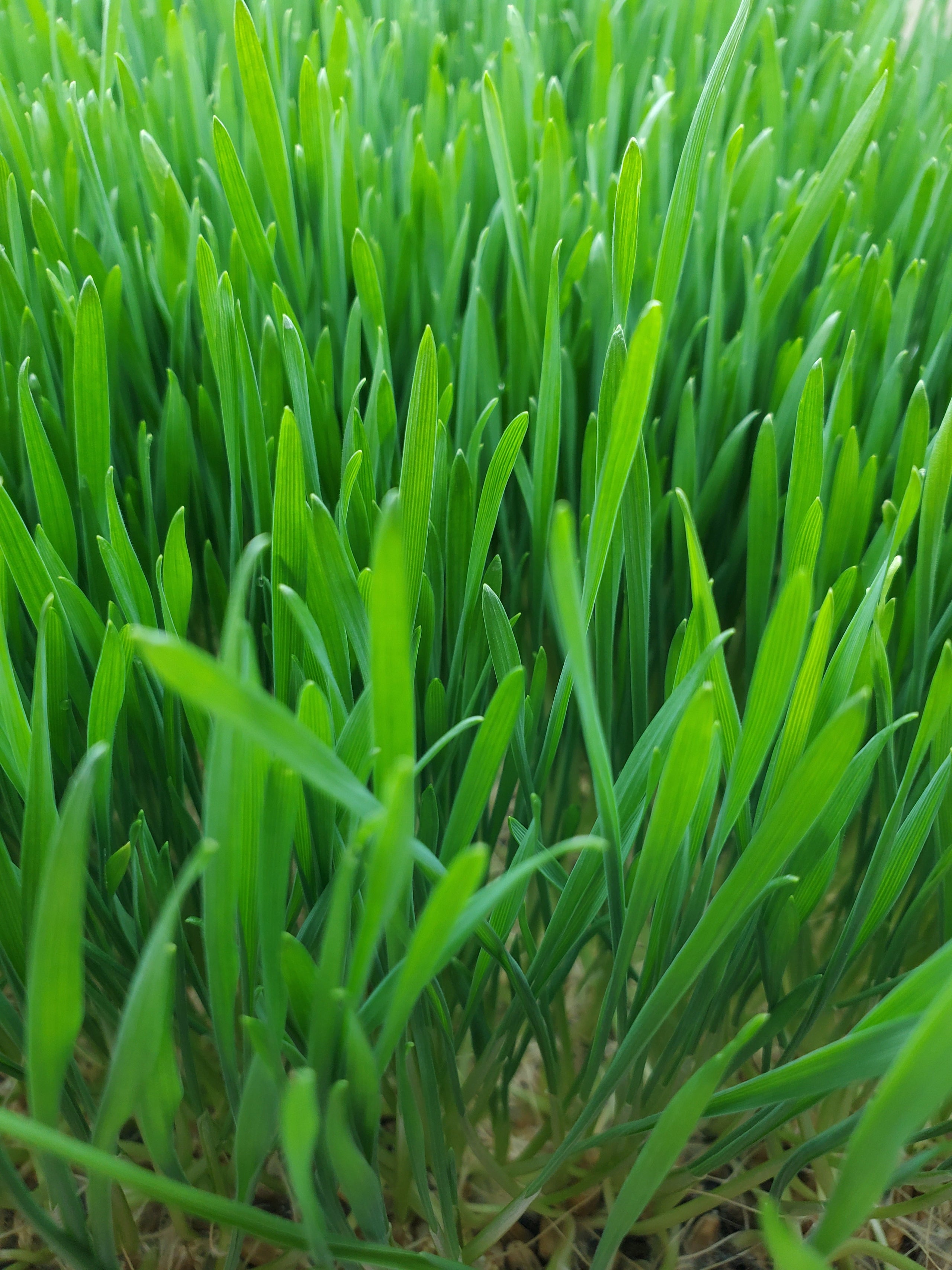 Wheatgrass | Fresh Source Farms LLC